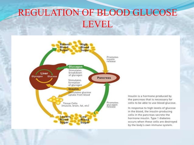 Insulin production | PPTX