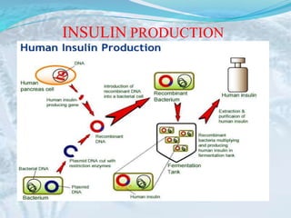 Insulin production | PPTX
