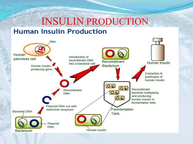 Insulin production | PPTX
