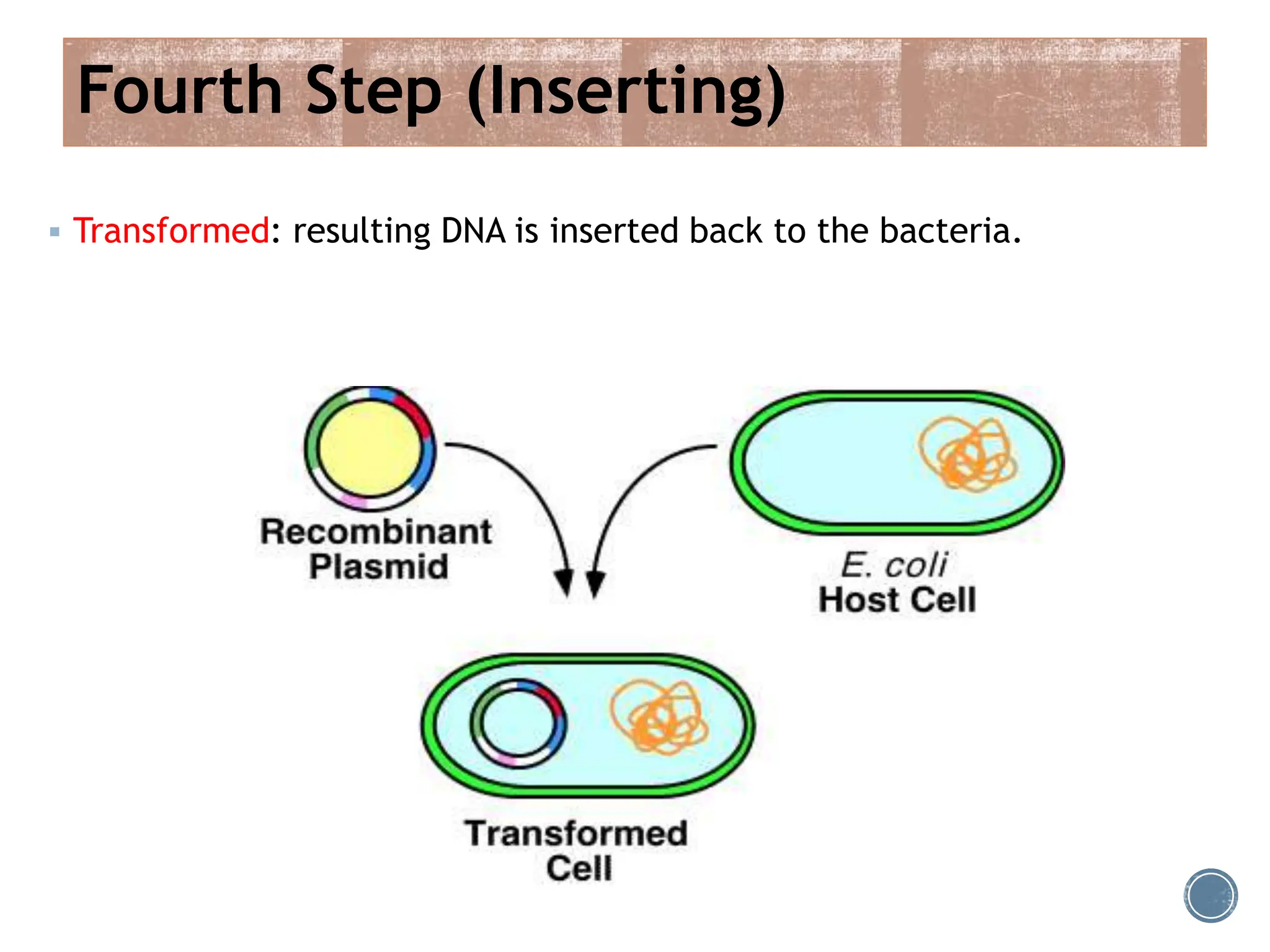 insulinproductionbygeneticengineering-191102112850.pptx