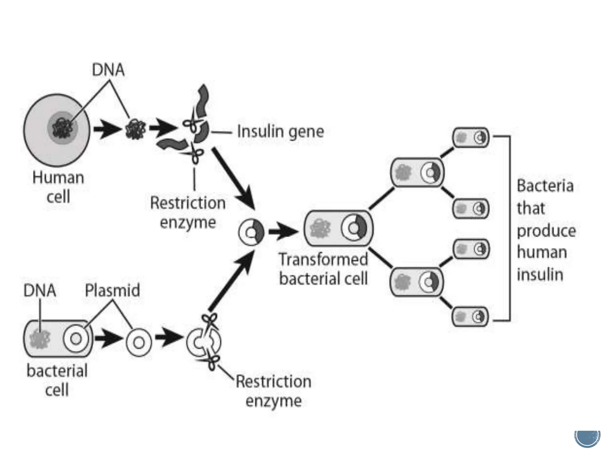 insulinproductionbygeneticengineering-191102112850.pptx
