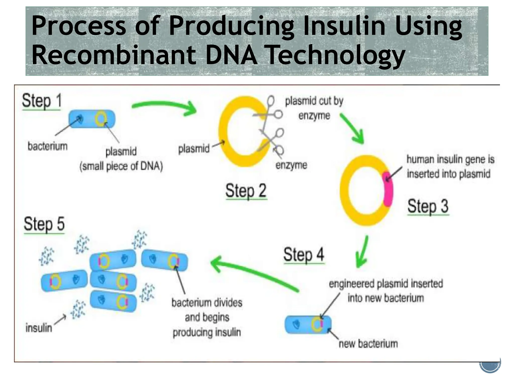insulinproductionbygeneticengineering-191102112850.pptx