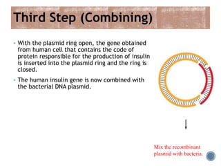 insulinproductionbygeneticengineering-191102112850.pptx