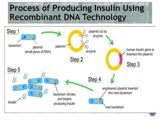insulinproductionbygeneticengineering-191102112850.pptx