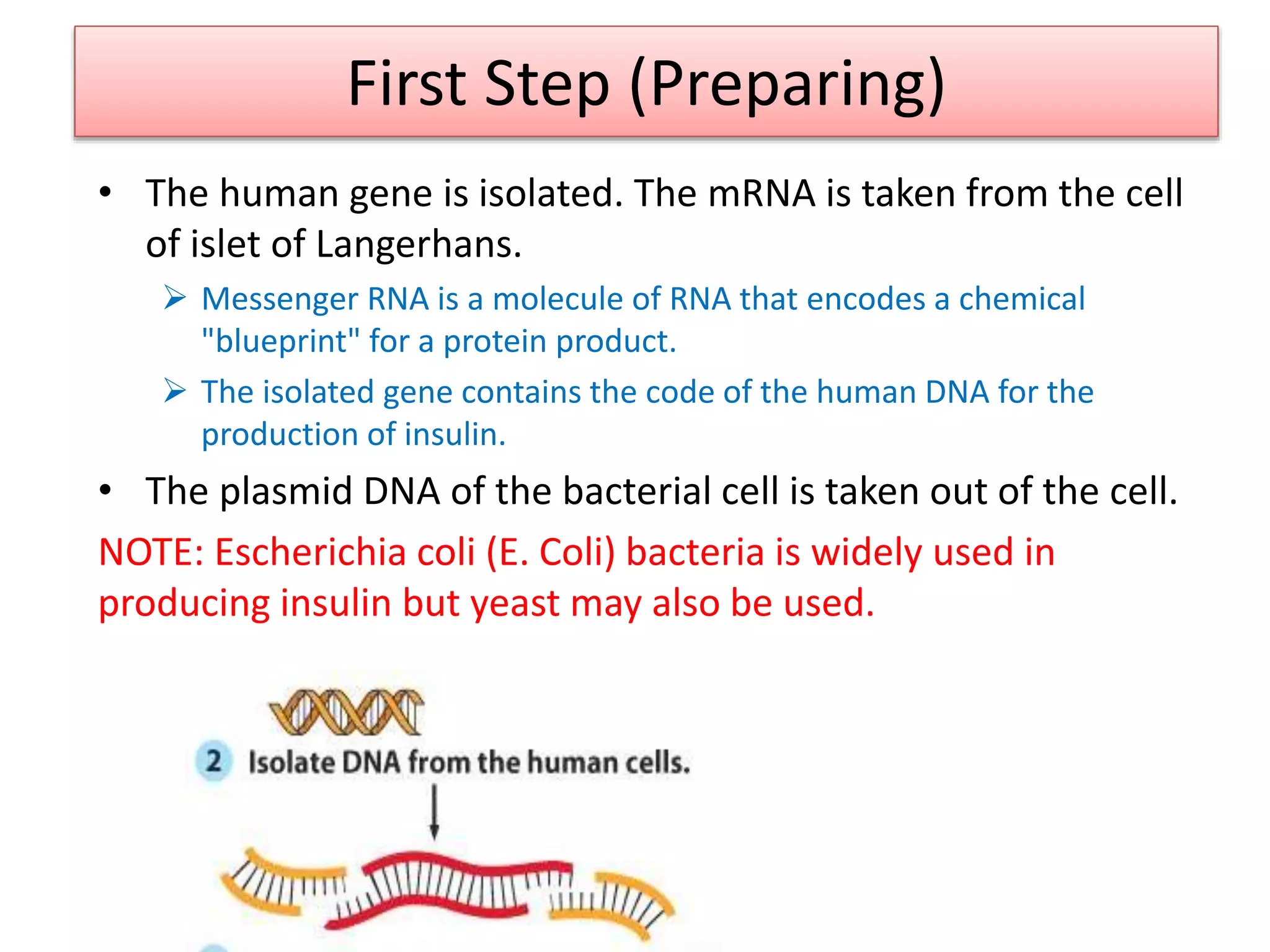 Insulin production by genetic engineering | PPTX