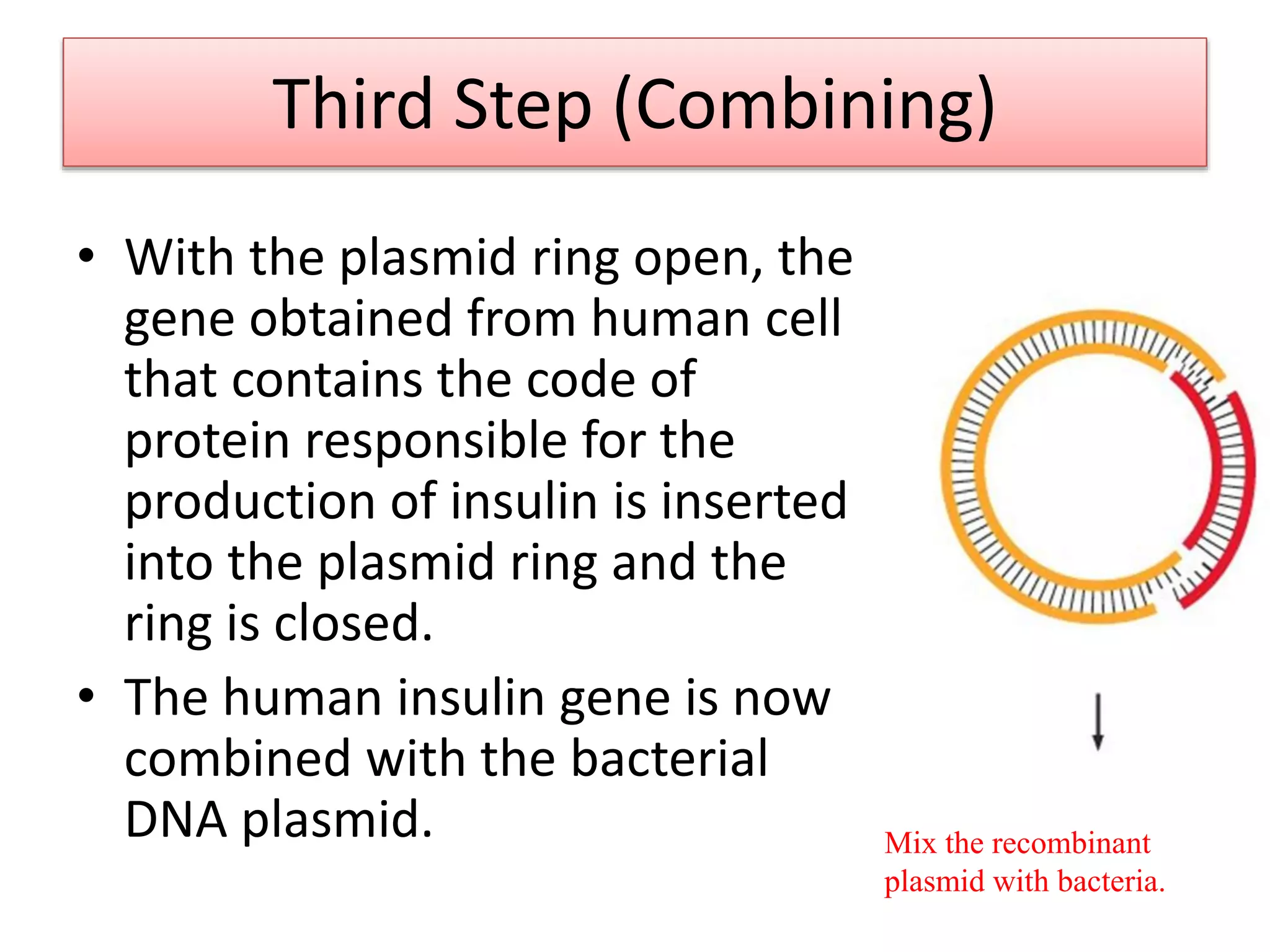 Insulin production by genetic engineering | PPTX