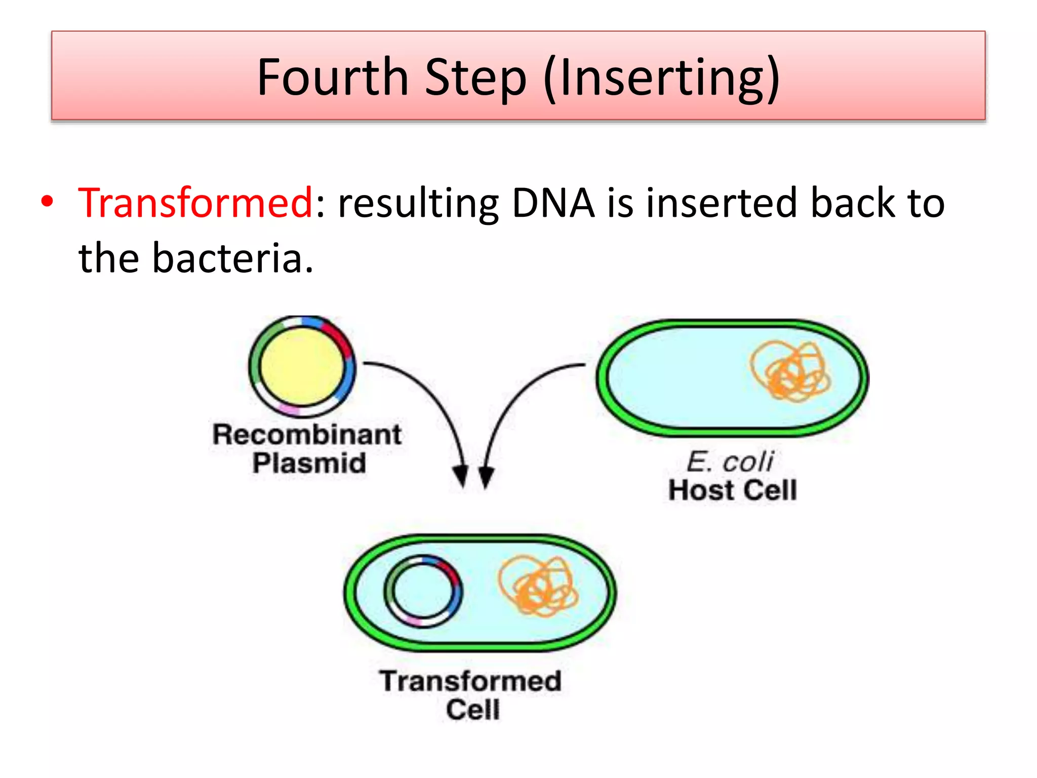 Insulin production by genetic engineering | PPTX