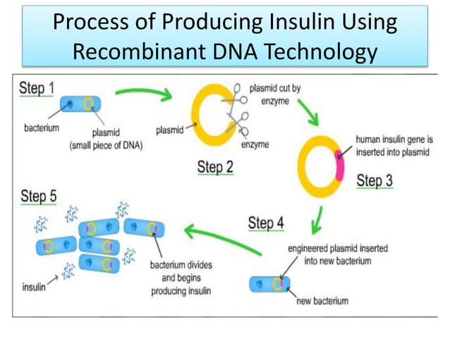 Insulin production by genetic engineering | PPTX