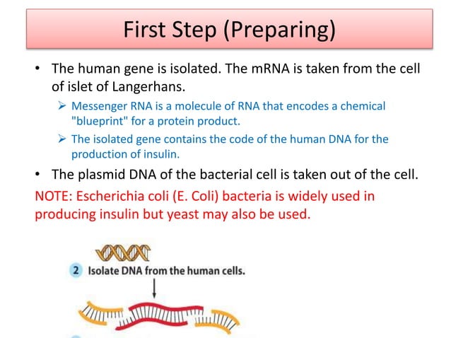 Insulin production by genetic engineering | PPTX