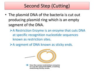 Insulin production by genetic engineering | PPTX