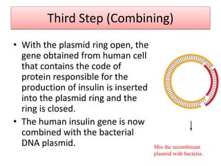 Insulin production by genetic engineering | PPTX
