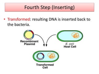 Insulin production by genetic engineering | PPTX
