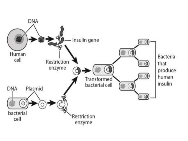 Insulin production by genetic engineering | PPTX