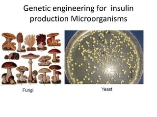 Insulin production by genetic engineering | PPTX