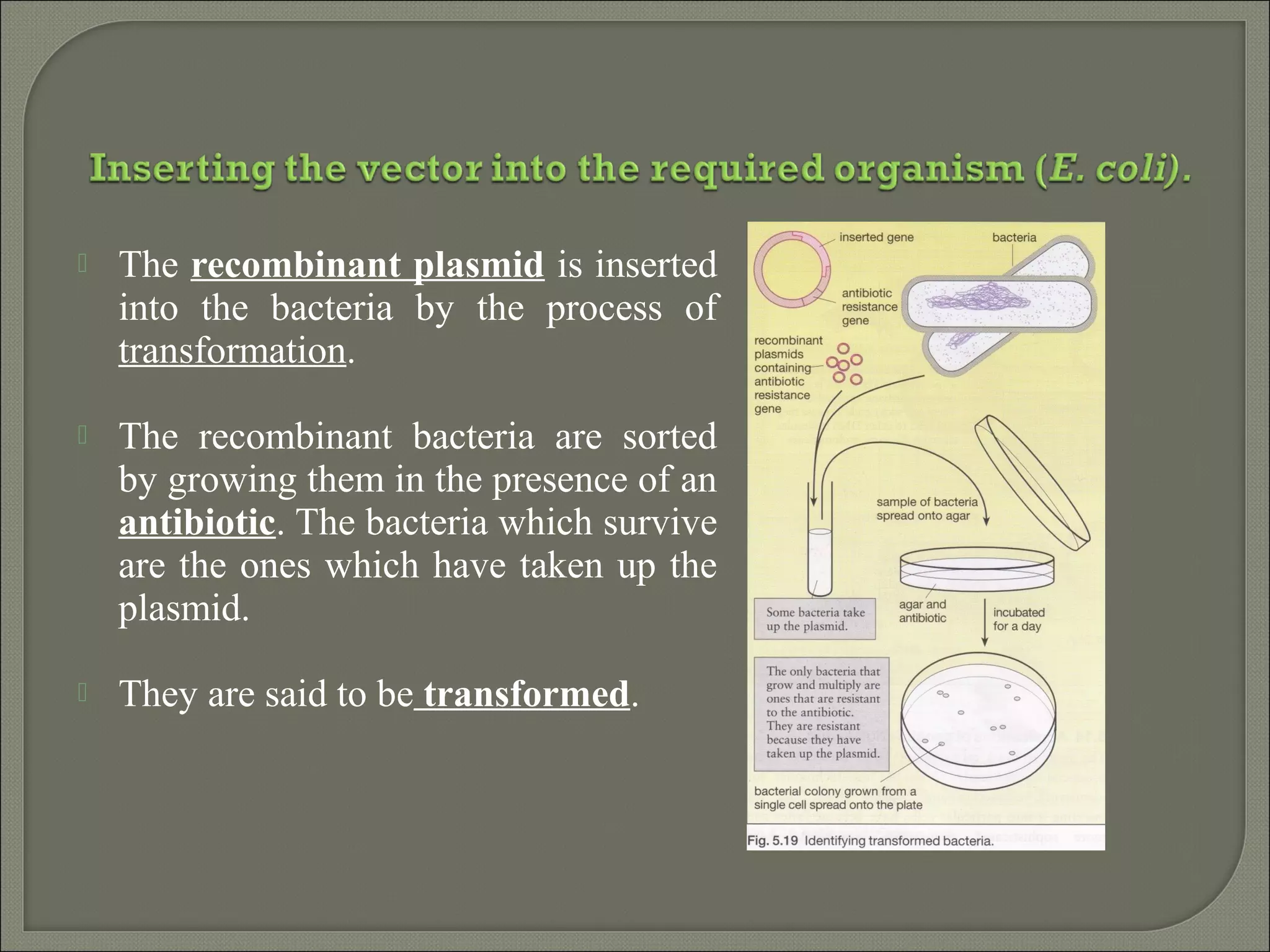 Insulin production prof.a.k.saha