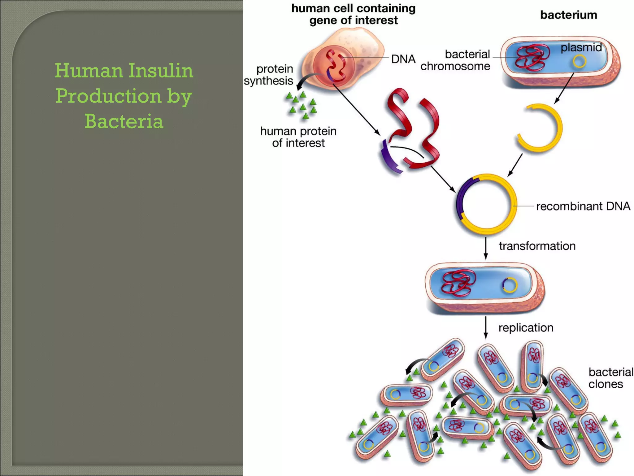 Insulin production prof.a.k.saha
