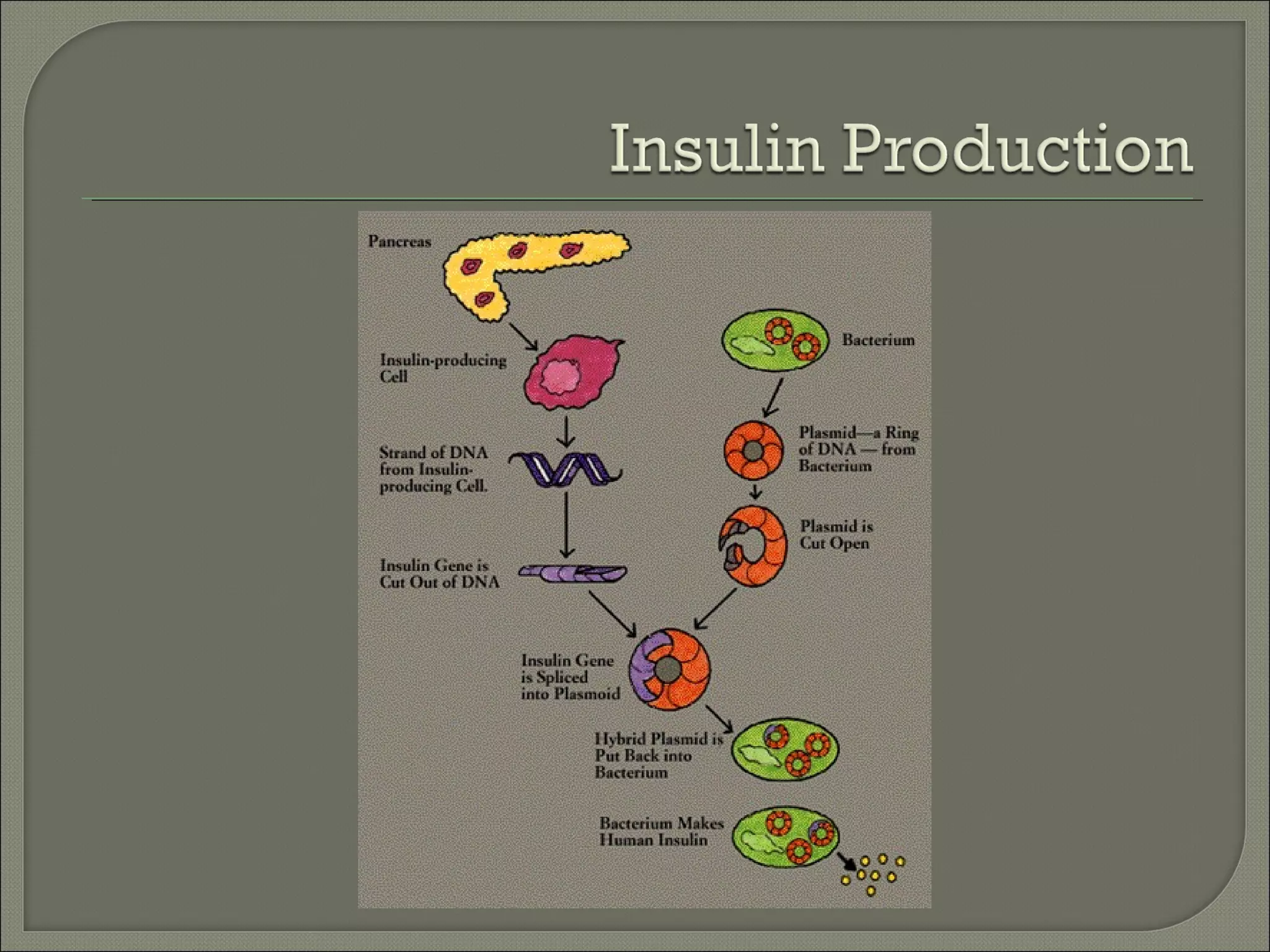 Insulin production prof.a.k.saha