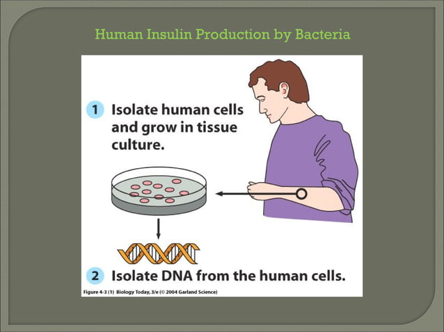 Insulin production prof.a.k.saha
