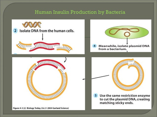 Insulin production prof.a.k.saha