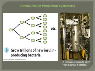 Insulin production prof.a.k.saha