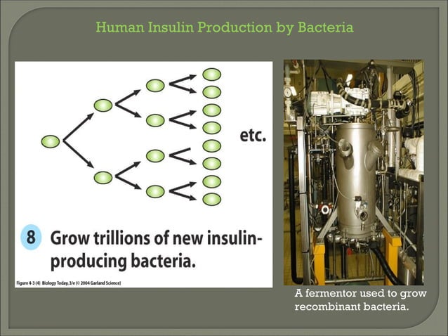 Insulin production prof.a.k.saha