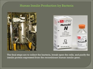 Insulin production prof.a.k.saha