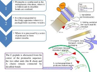 Insulin proinsulin | PPTX