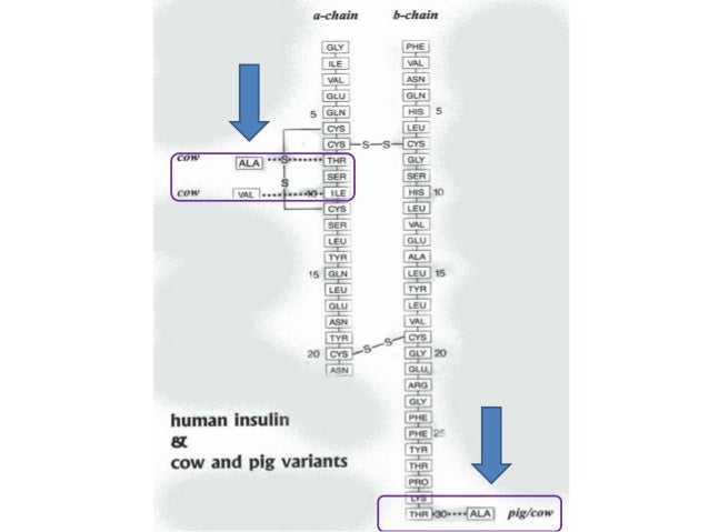 Insulin proinsulin | PPT