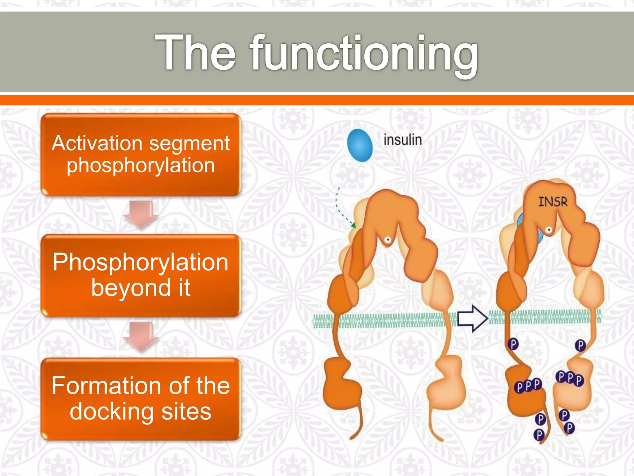 Mechanism of action of insulin | PPTX