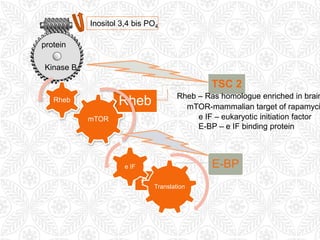 Mechanism of action of insulin | PPTX