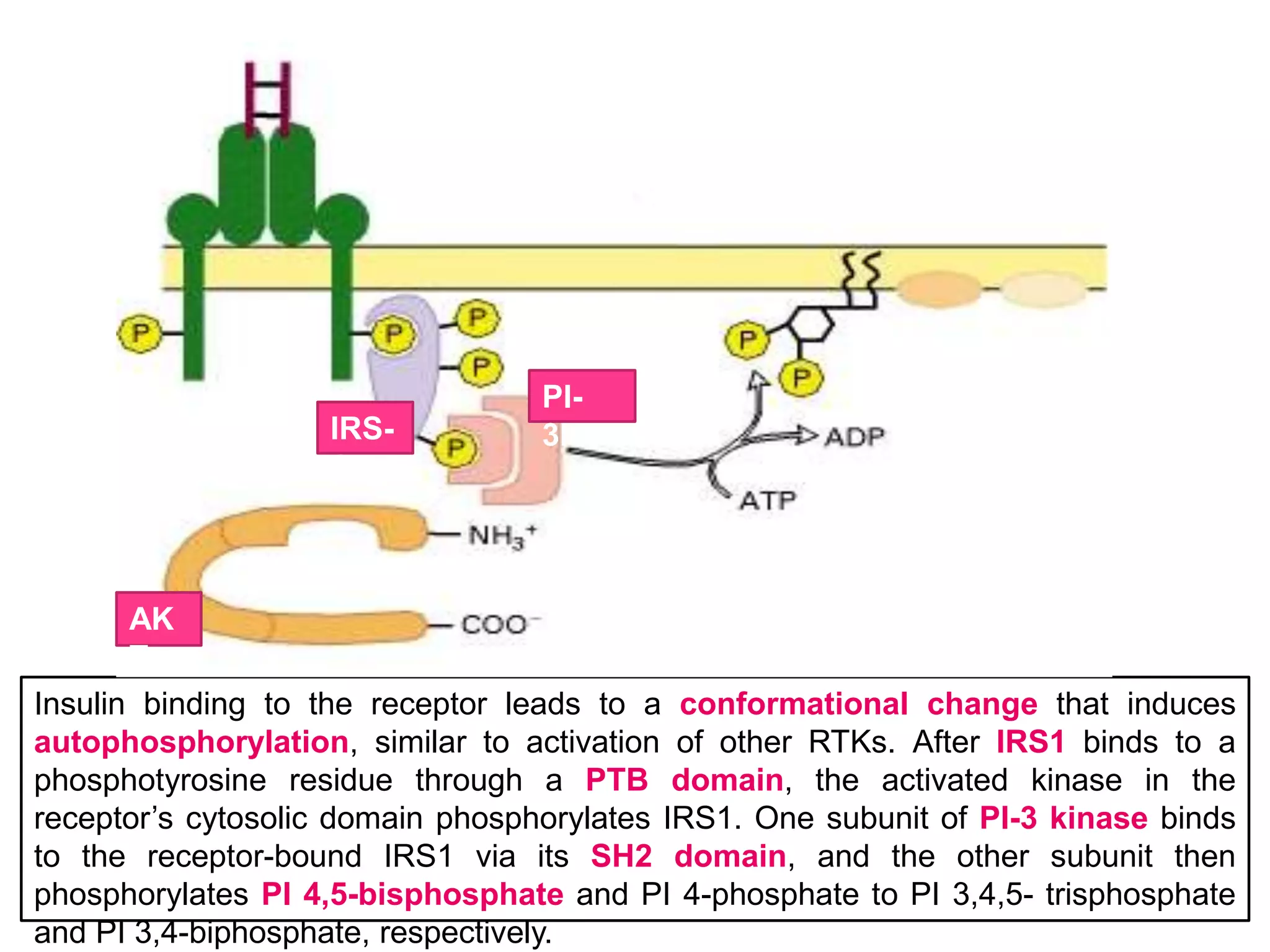 Insulin receptor and mechanism of signalling | PPTX