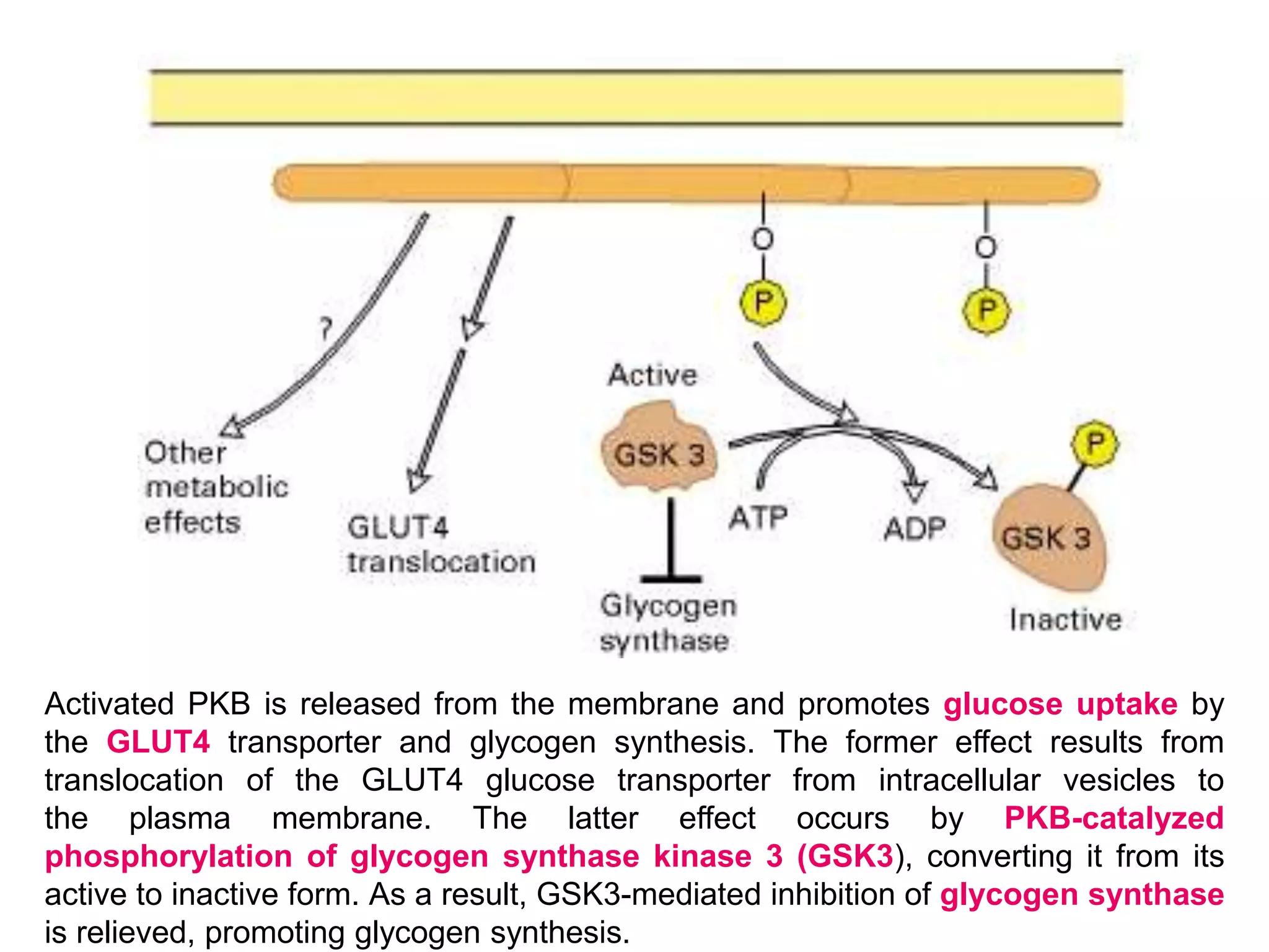 Insulin receptor and mechanism of signalling | PPTX
