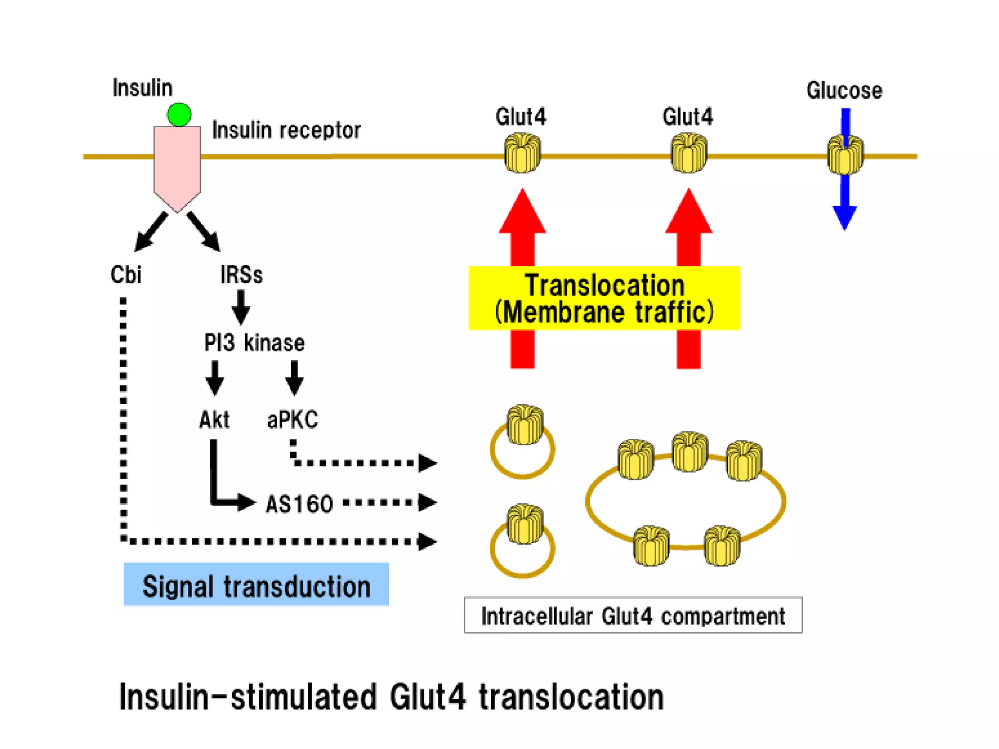 Insulin receptor and mechanism of signalling | PPTX