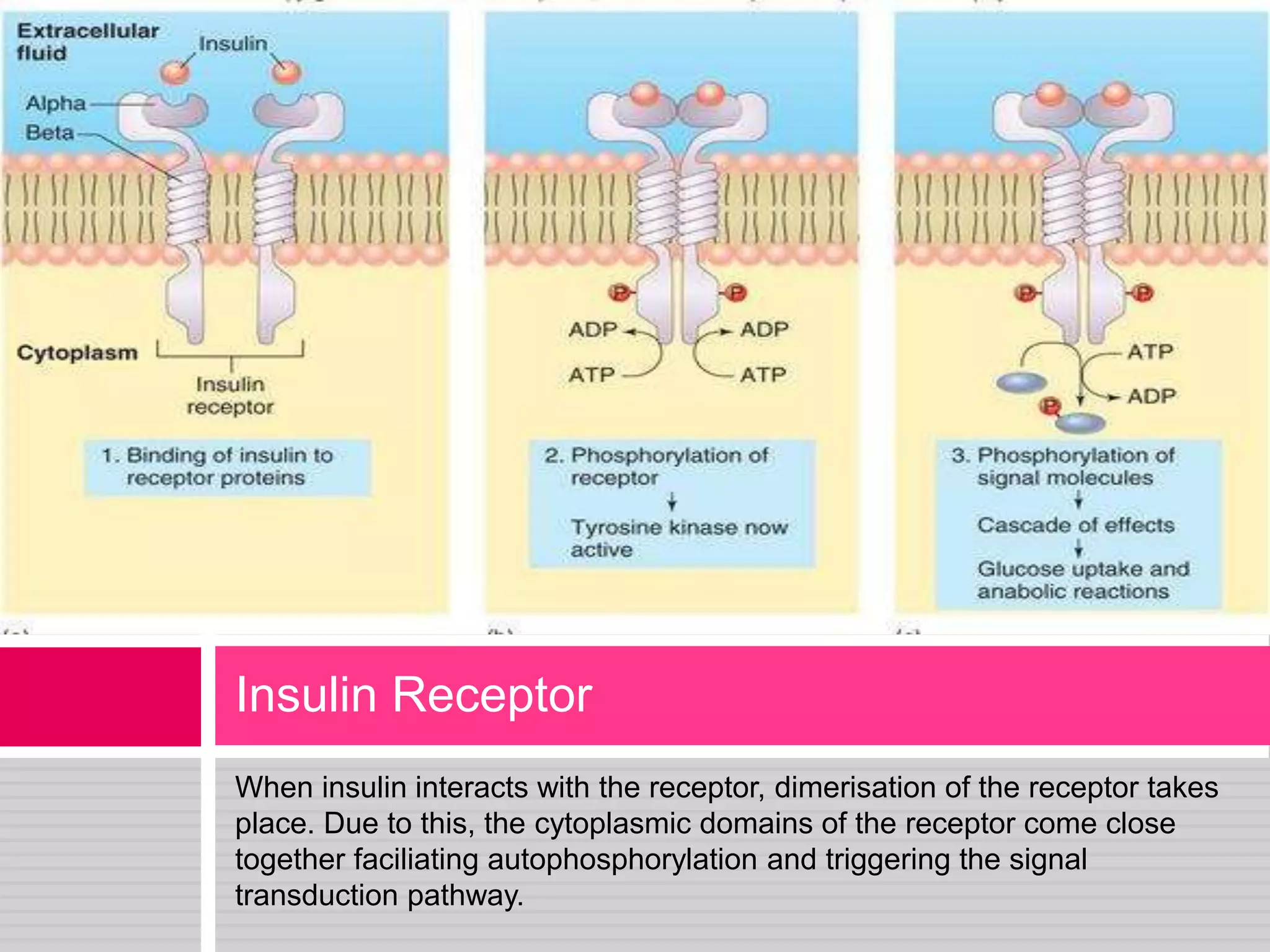 Insulin receptor and mechanism of signalling | PPTX