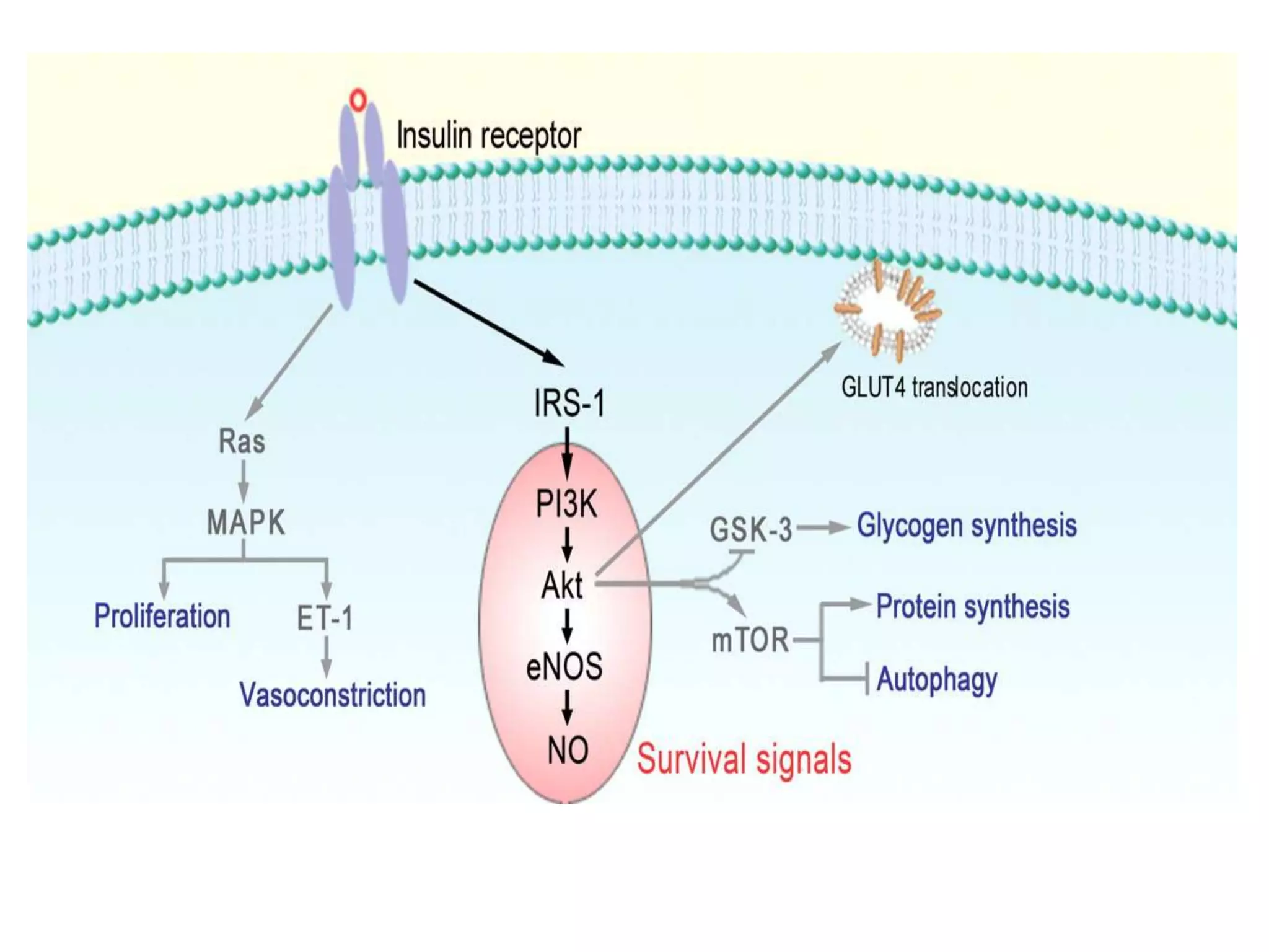 Insulin receptor and mechanism of signalling | PPTX