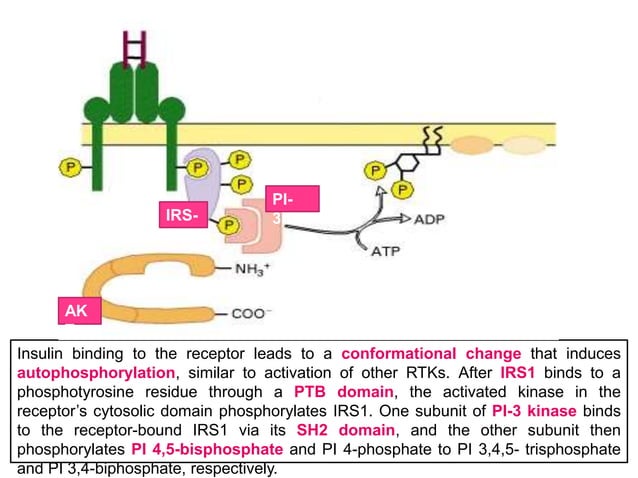 Insulin receptor and mechanism of signalling | PPTX