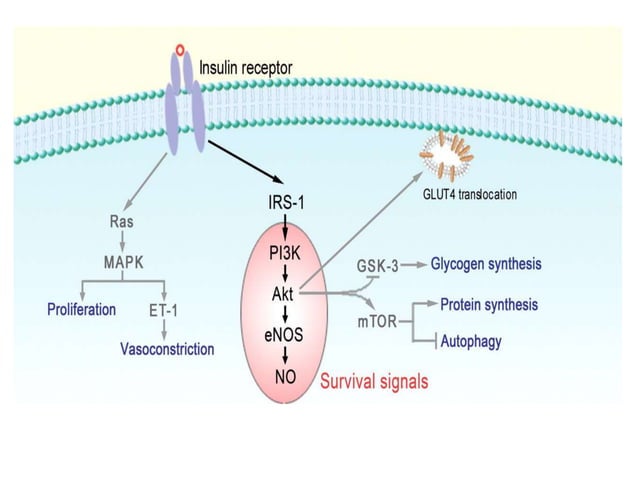 Insulin receptor and mechanism of signalling | PPTX