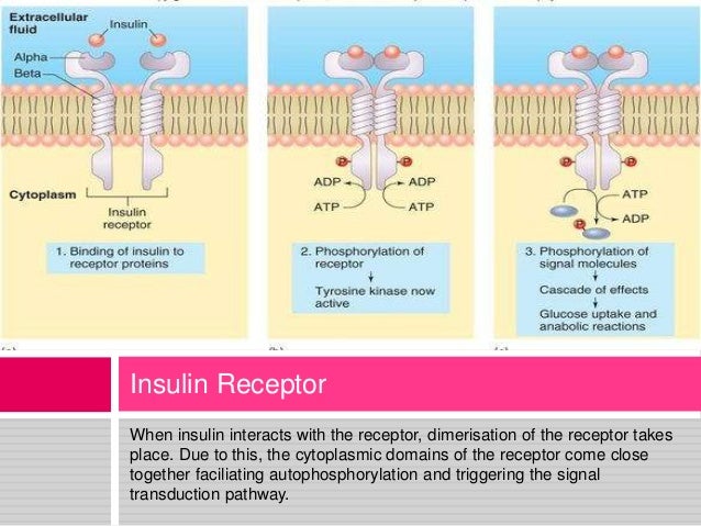 Insulin receptor and mechanism of signalling