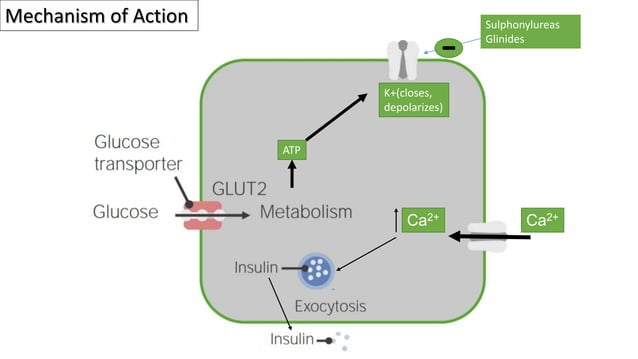 Insulin secretagogues | PPTX | Endocrine and Metabolic Diseases ...