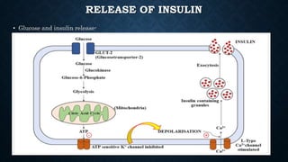 Insulin secretion and its chemistry .pptx