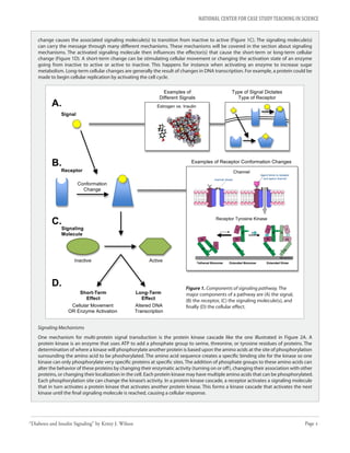 Insulin signaling | PDF