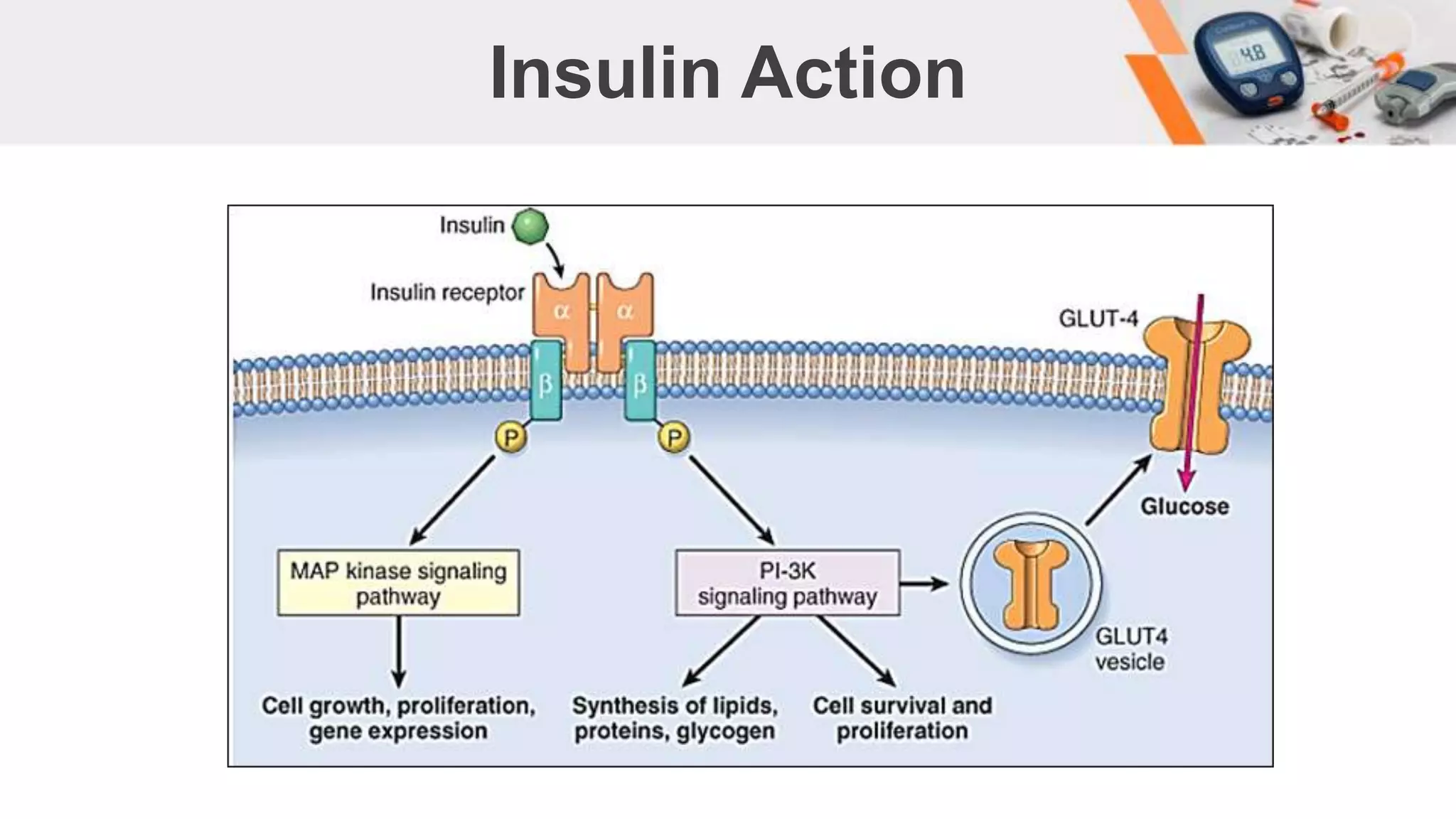 Insulin therapy: An Old Story | PPTX