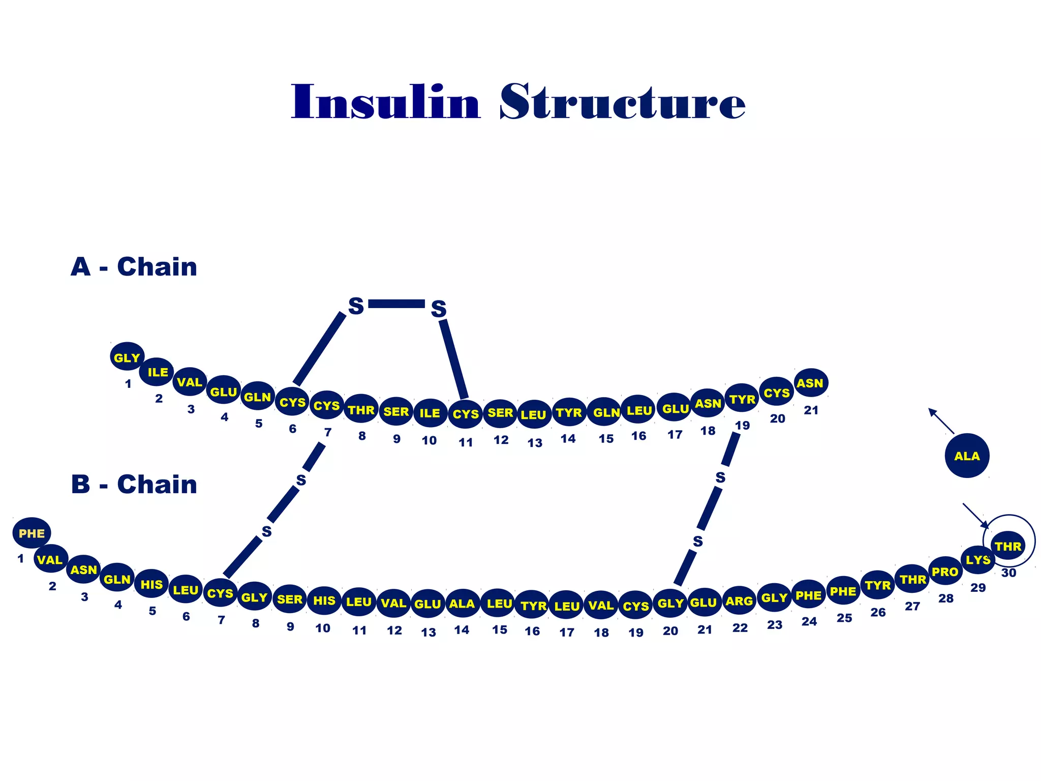 insulintherapydrshahjadaselim-140507073734-phpapp01.pdf