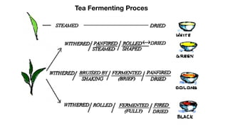 INT-450 Chinese Tea Culture and Food Ethnography | PDF