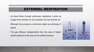 Int and ext respiration | PPTX