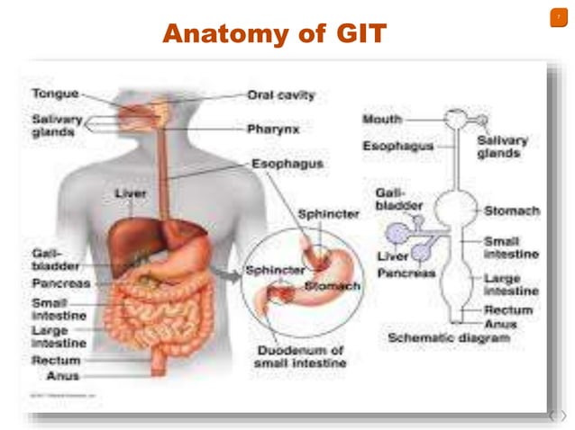 Intra-abdominal infections | PPTX | Digestive Disorders | Diseases and ...