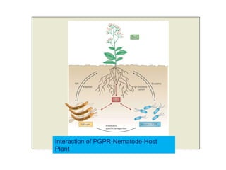interaction of bacteria with nematodes with examples | PPT
