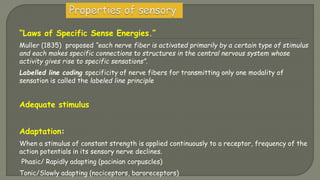 intdofsensorysystemf-150922031359-lva1-app6892.pptx