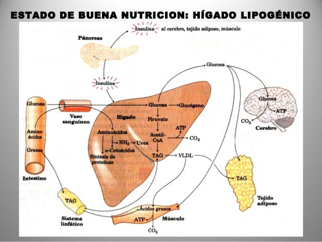 Integración metabólica en diferentes estados