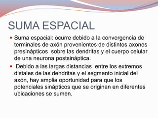 Integracion sinaptica | PPTX
